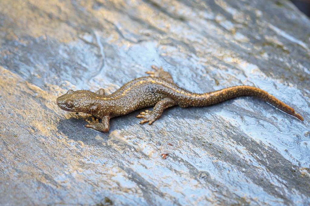 Ectopyr - Sitio Web Bomosa